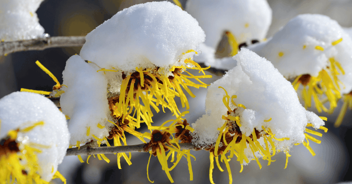 Cold-weather Plants for An Awesome Winter Landscape & Tips for Spring ...