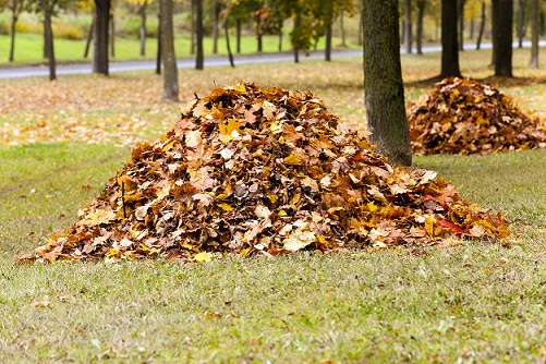 Fall Cleanup Tasks and Why They’re Essential for Your Yard ...