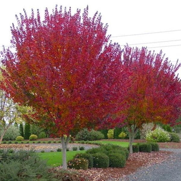 Burgundy Belle Red Maple | Grasshopper Gardens