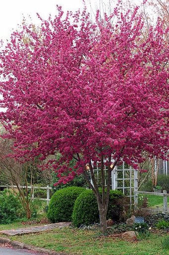 Radiant Crabapple | Grasshopper Gardens