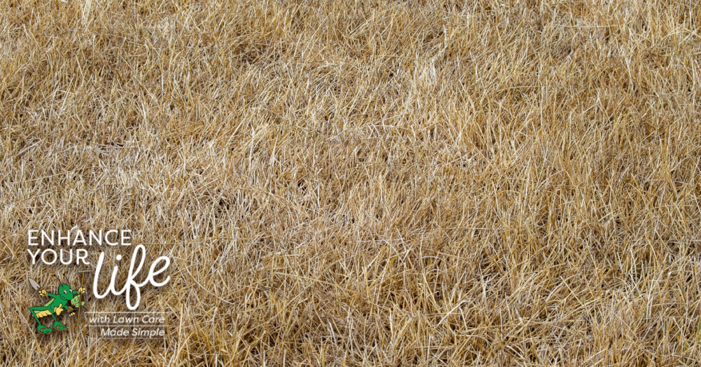 How to Relieve Your Lawn of Heat Stress - Grasshopper Gardens