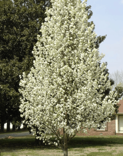 Chanticleer Pear Tree