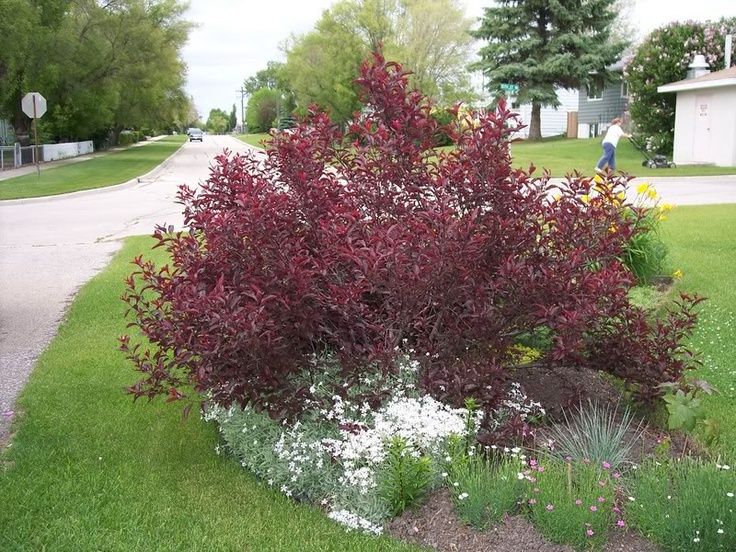 Sandcherry Purpleleaf | Grasshopper Gardens