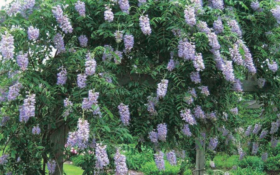 Wisteria Summer Cascade - Grasshopper Gardens