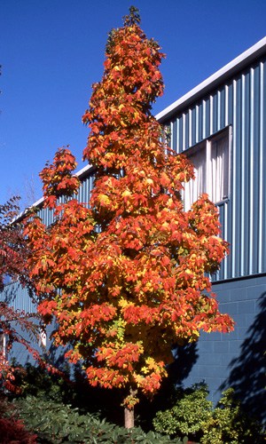 Apollo Sugar Maple | Grasshopper Gardens
