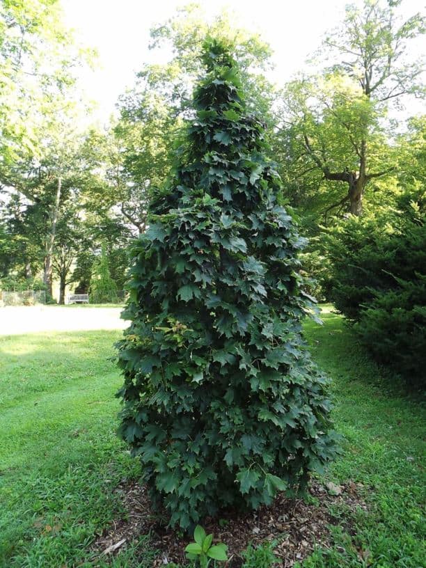 Apollo Sugar Maple | Grasshopper Gardens