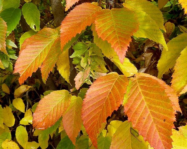 Blue Beech - Grasshopper Gardens