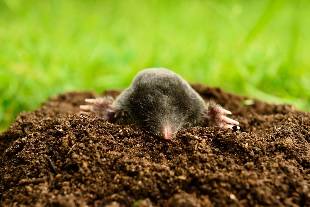 Voles vs. Moles: How to Identify and Effectively Treat These Garden ...