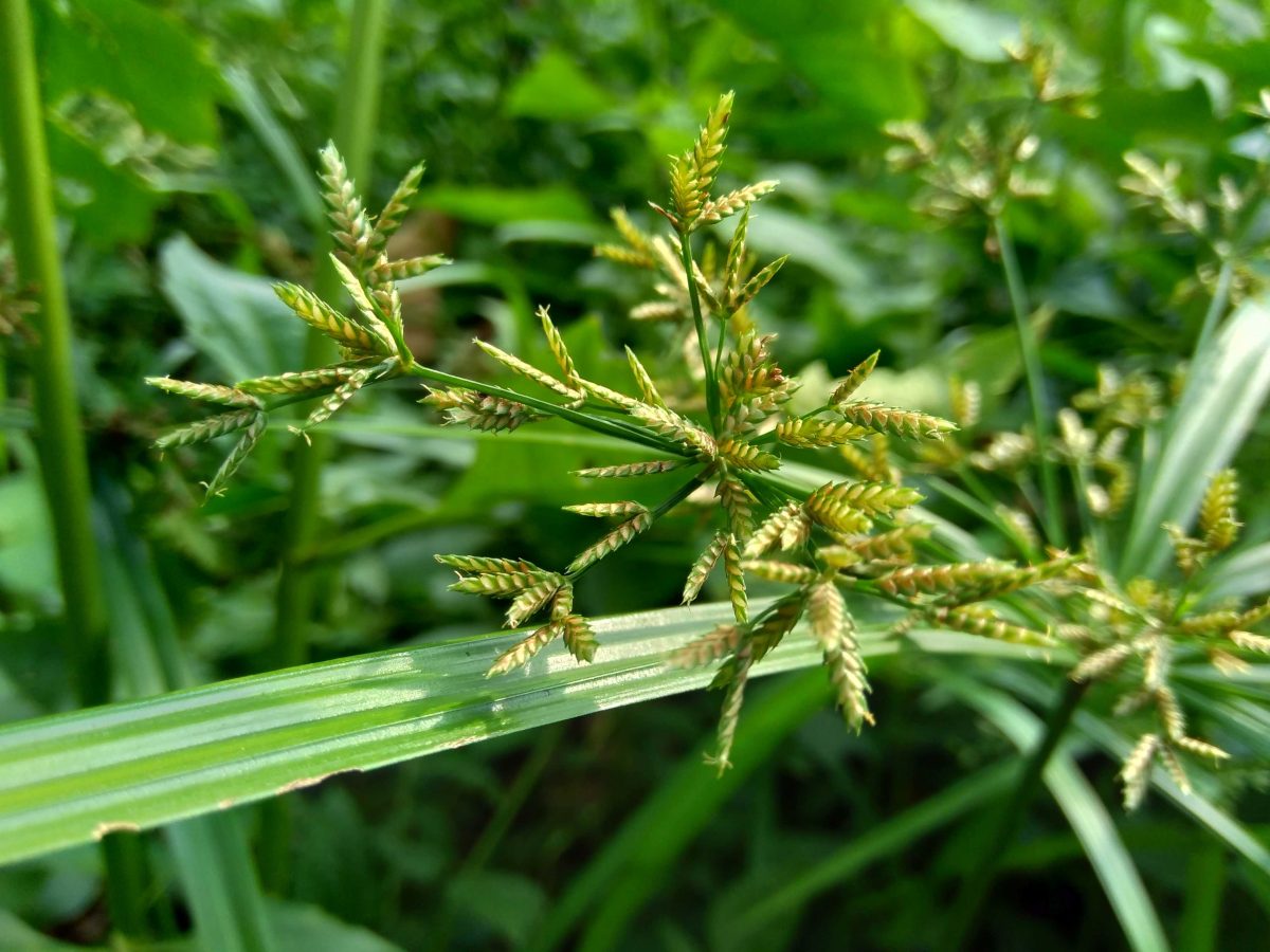 What is Nutsedge? - Grasshopper Gardens